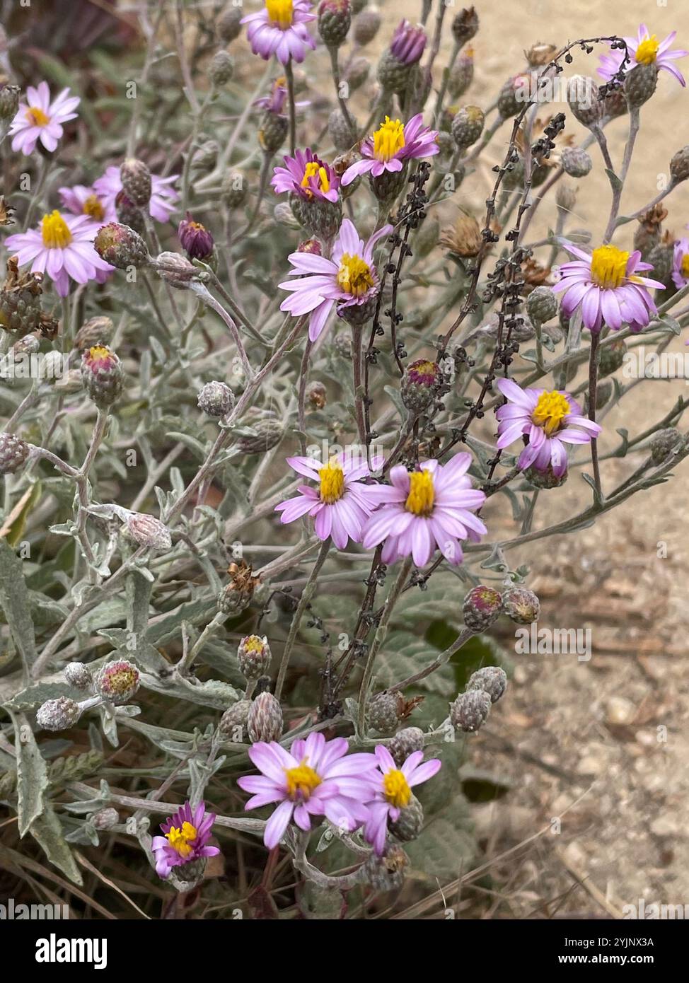 California Aster (Corethrogyne filaginifolia Stock Photo - Alamy
