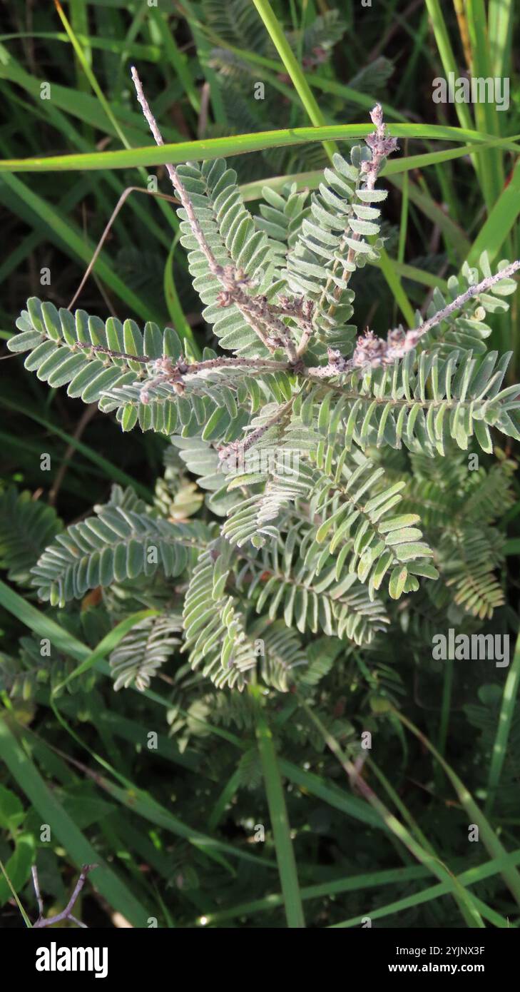 leadplant (Amorpha canescens Stock Photo - Alamy