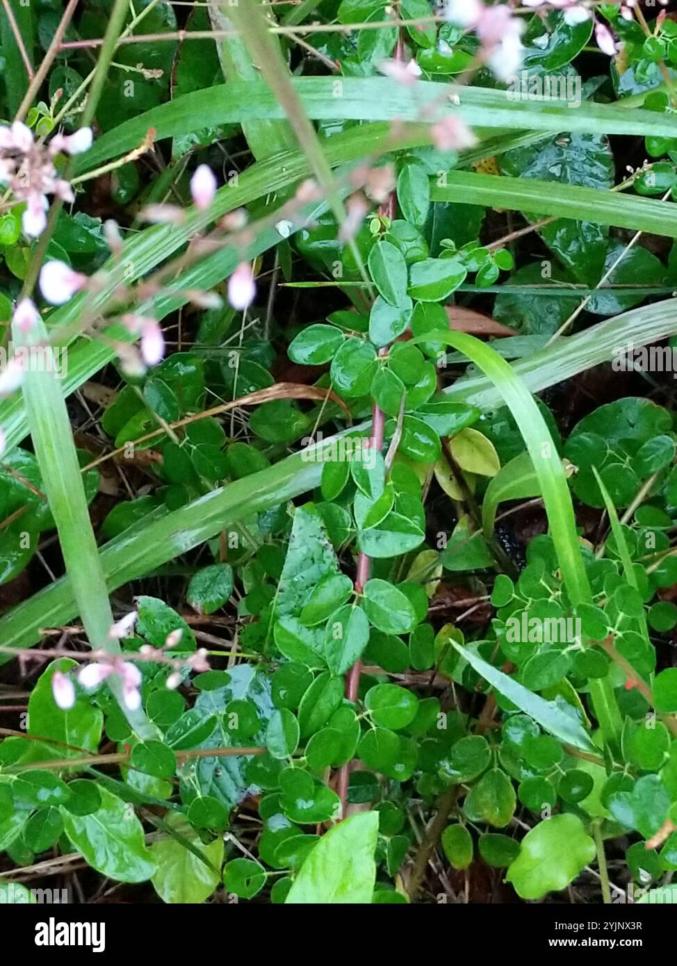 Tick clover hi-res stock photography and images - Alamy