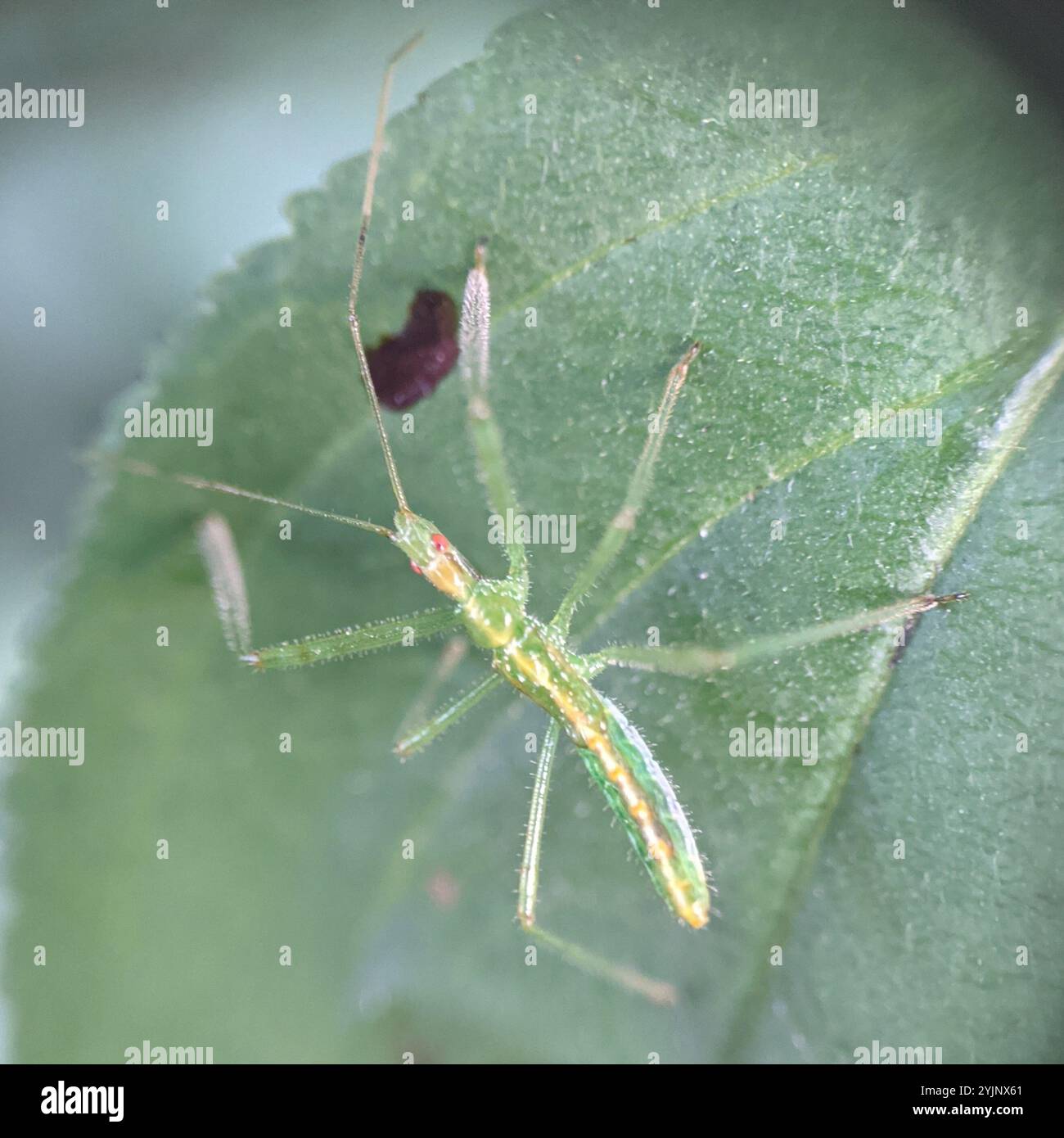 Pale Green Assassin Bug (Zelus luridus Stock Photo - Alamy