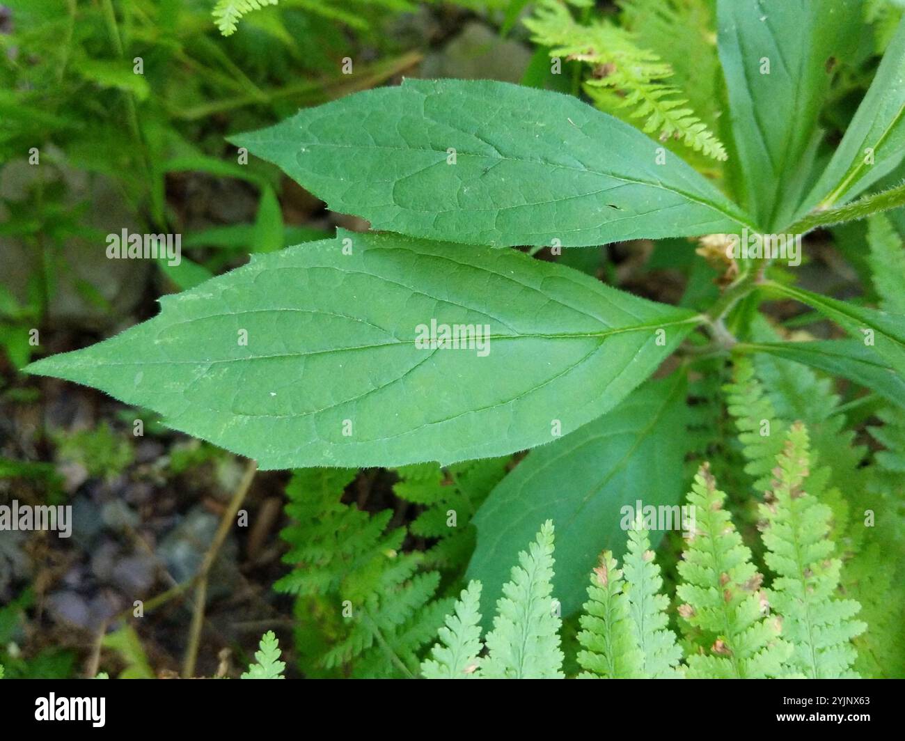 whorled wood aster (Oclemena acuminata Stock Photo - Alamy