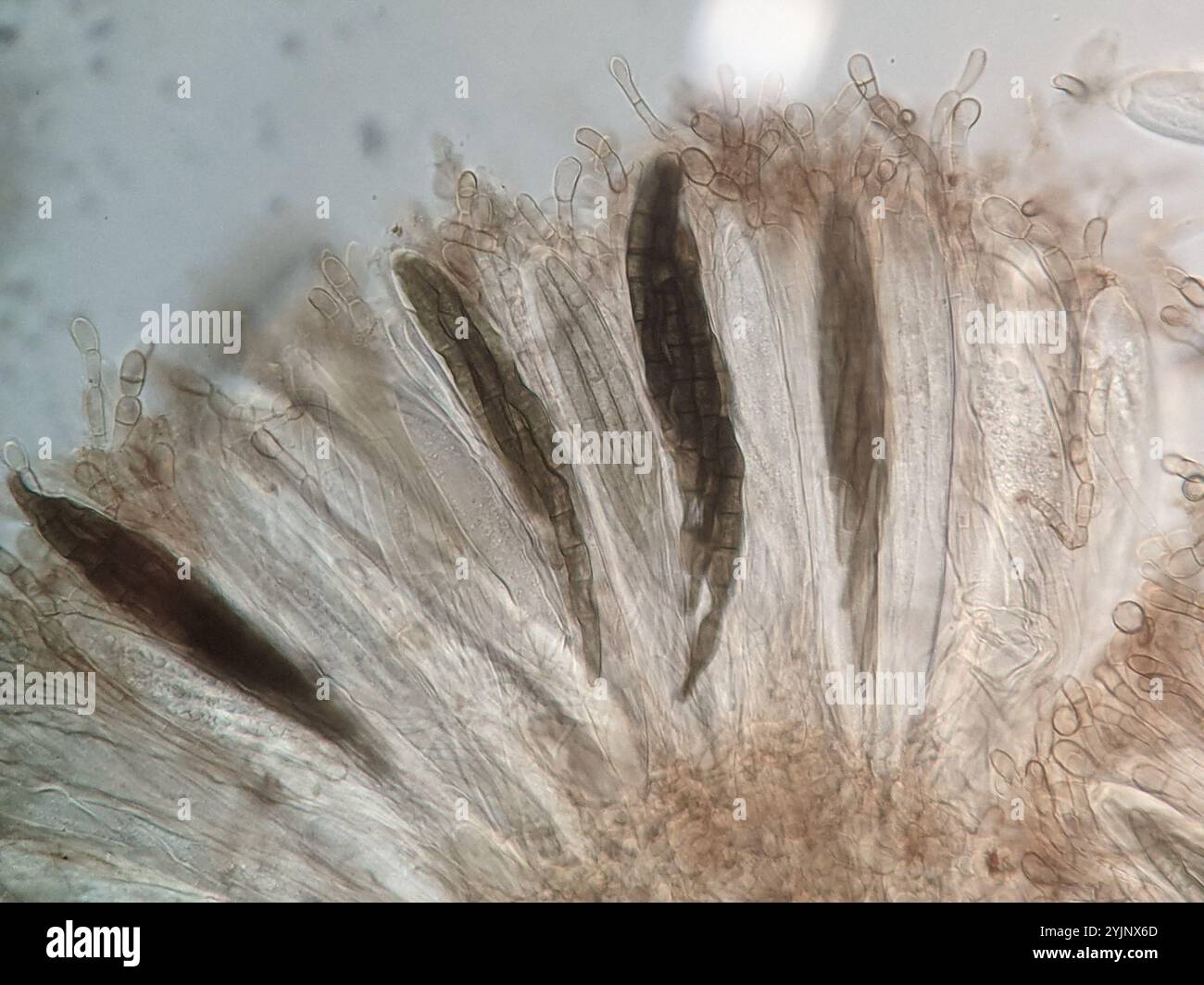 Earth Tongues (Geoglossum Stock Photo - Alamy