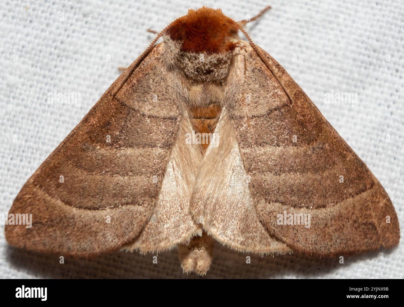 Walnut Caterpillar Moth (Datana integerrima Stock Photo - Alamy