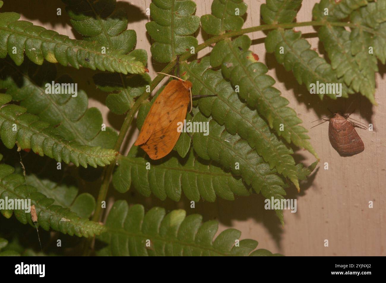 Isabella Tiger Moth (Pyrrharctia isabella Stock Photo - Alamy