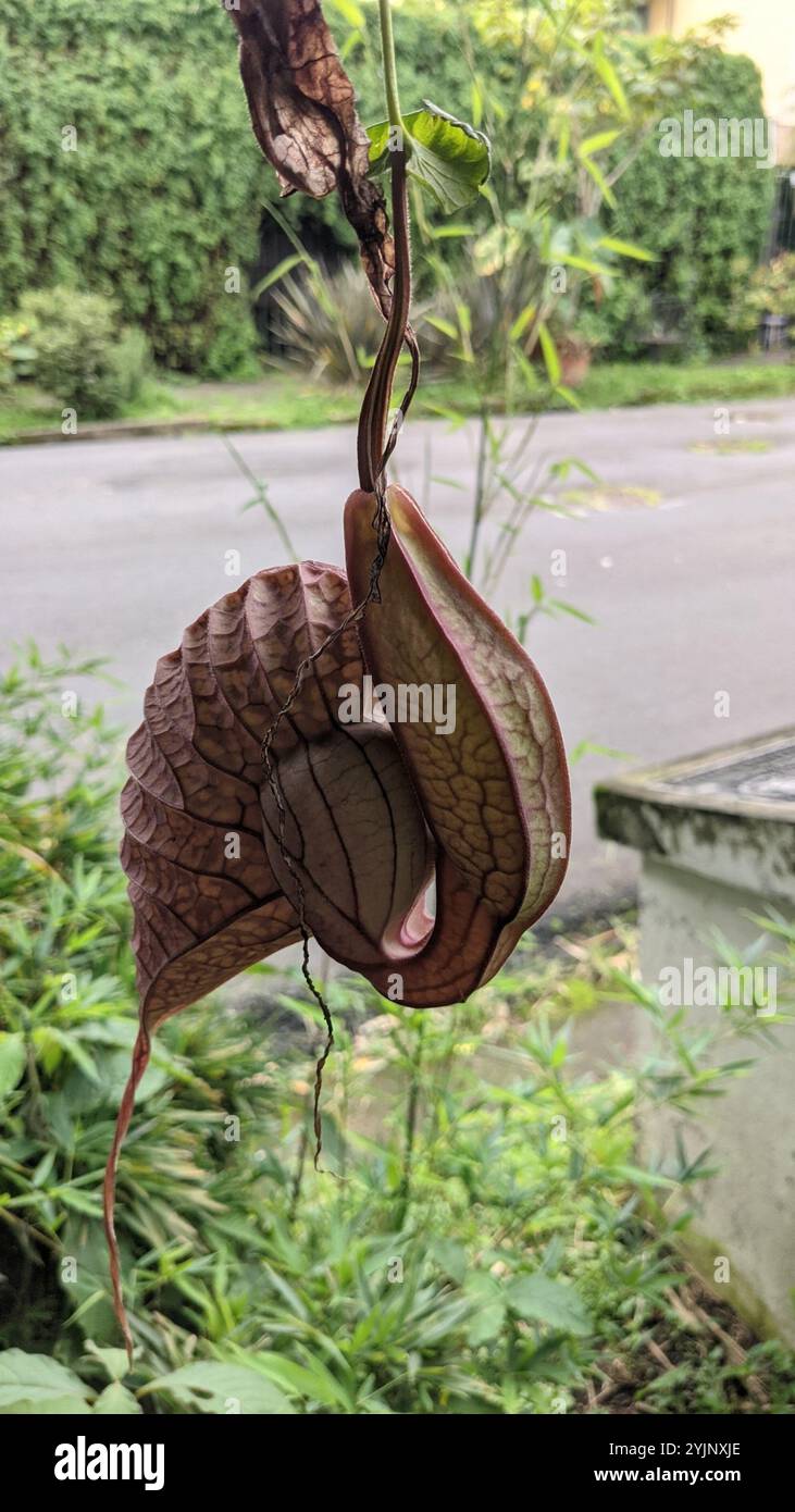 pelican flower (Aristolochia grandiflora Stock Photo - Alamy