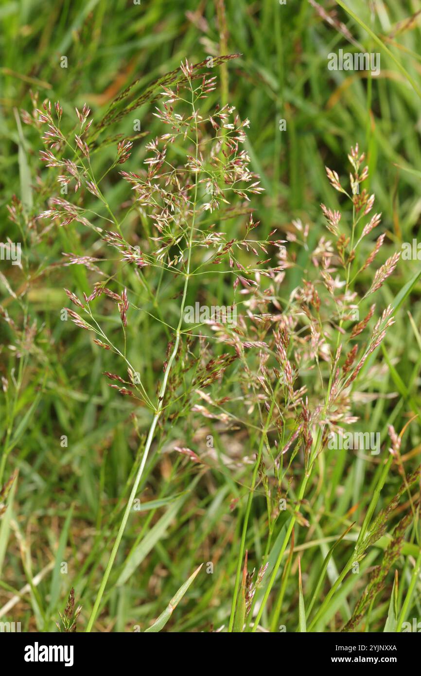 colonial bent (Agrostis capillaris Stock Photo - Alamy