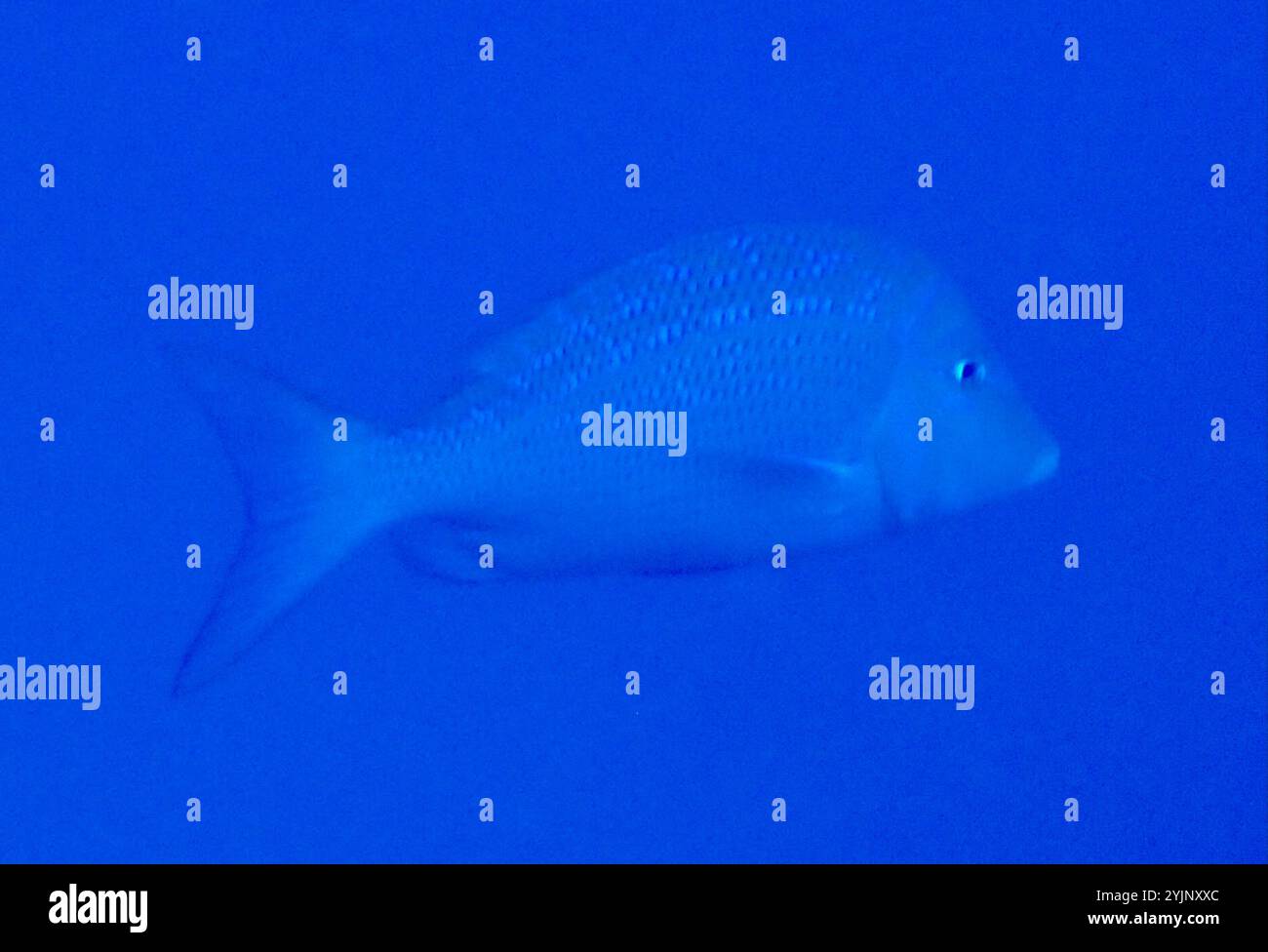 Lethrinus nebulosus hi-res stock photography and images - Alamy