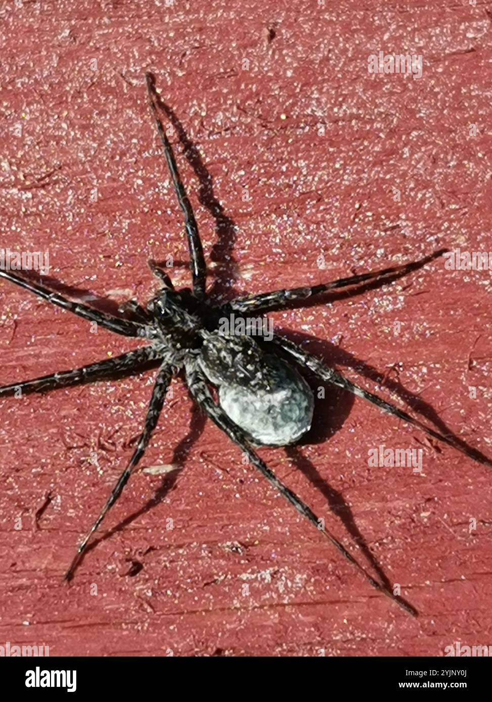 Lignaria hi-res stock photography and images - Alamy