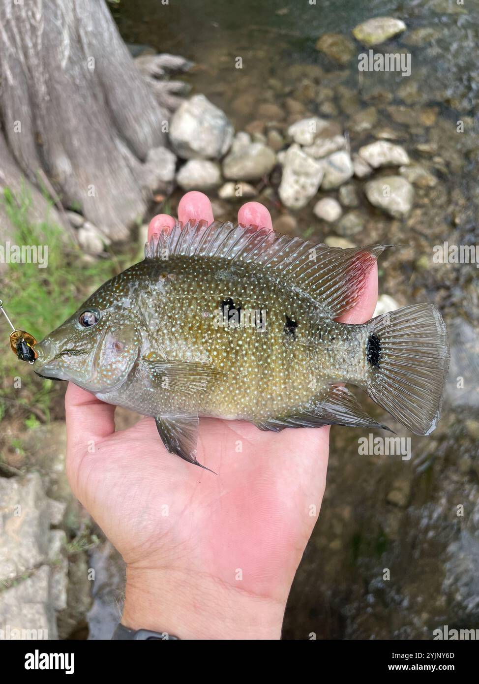 Texas Cichlid (Herichthys cyanoguttatus Stock Photo - Alamy