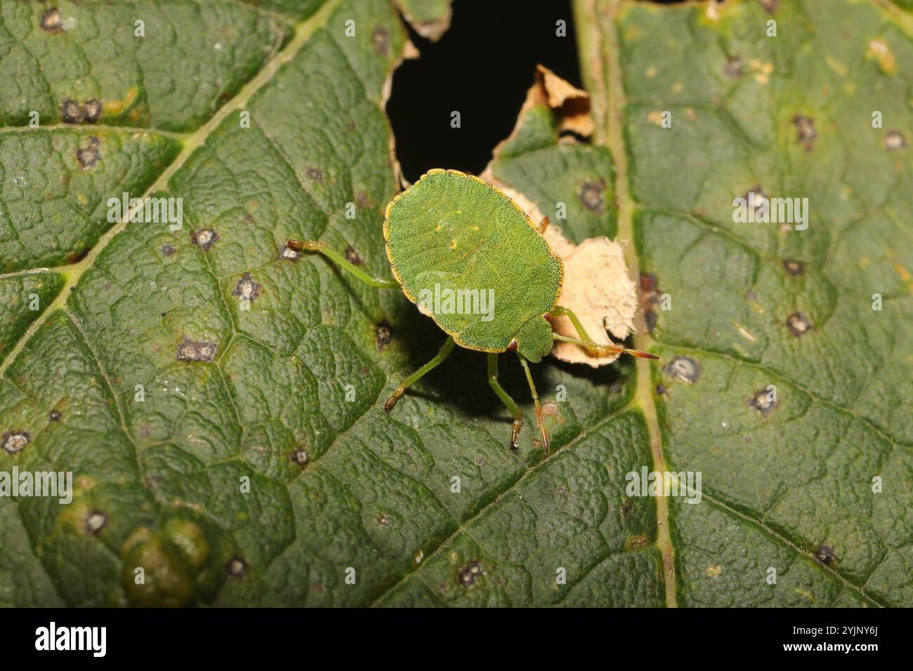 Green Shield Bug (Palomena prasina Stock Photo - Alamy