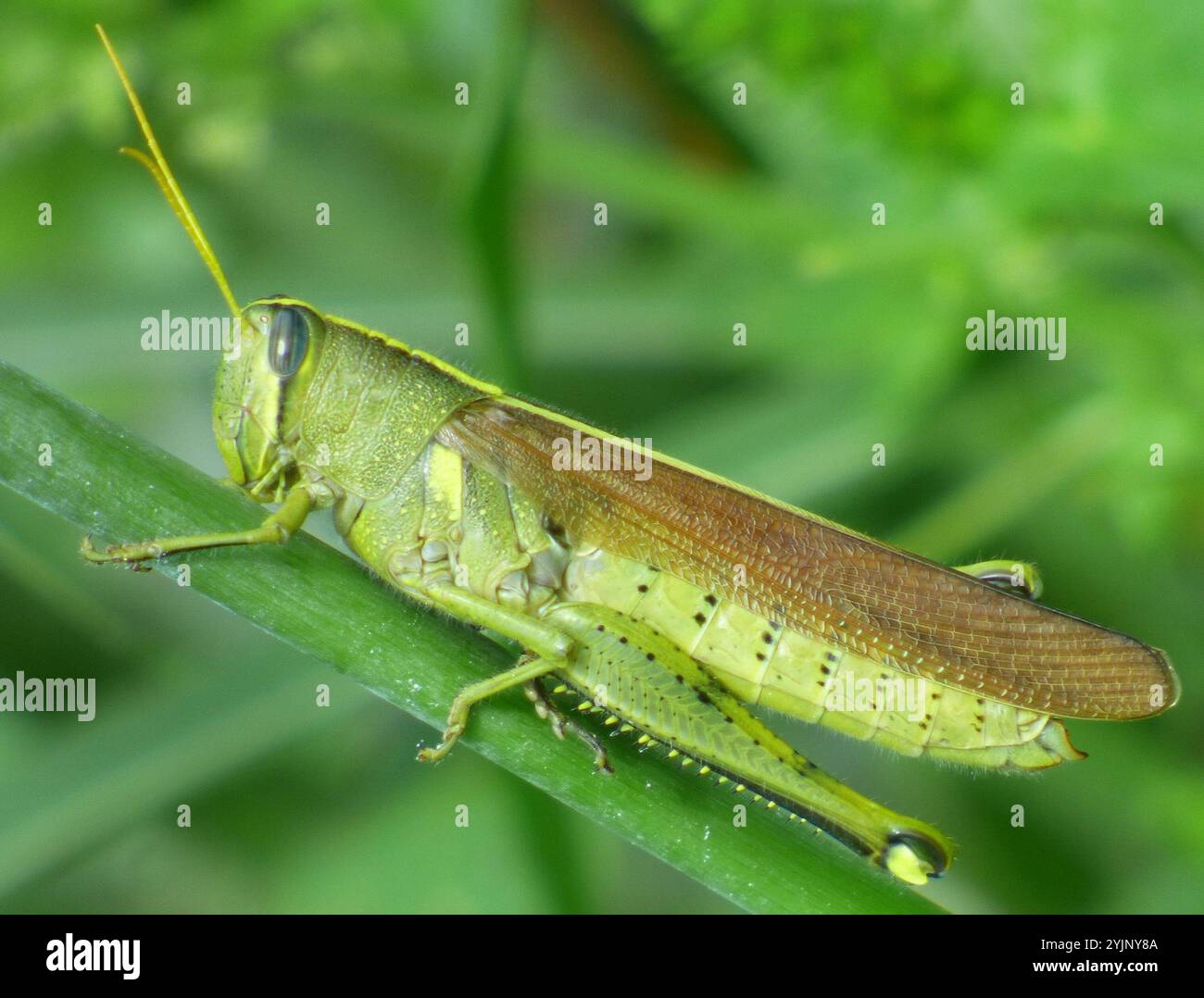 Spotted Bird Grasshopper (Schistocerca lineata Stock Photo - Alamy