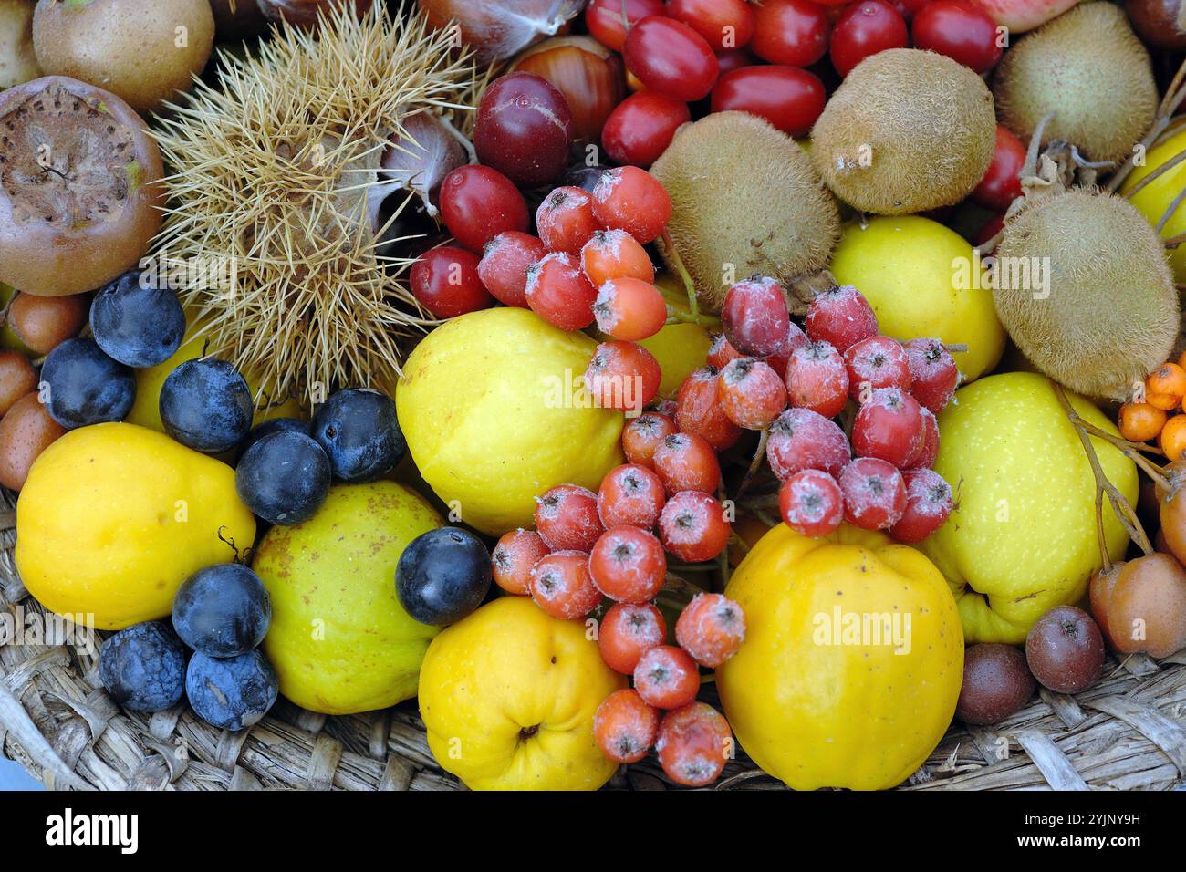 Tree aria hi-res stock photography and images - Alamy