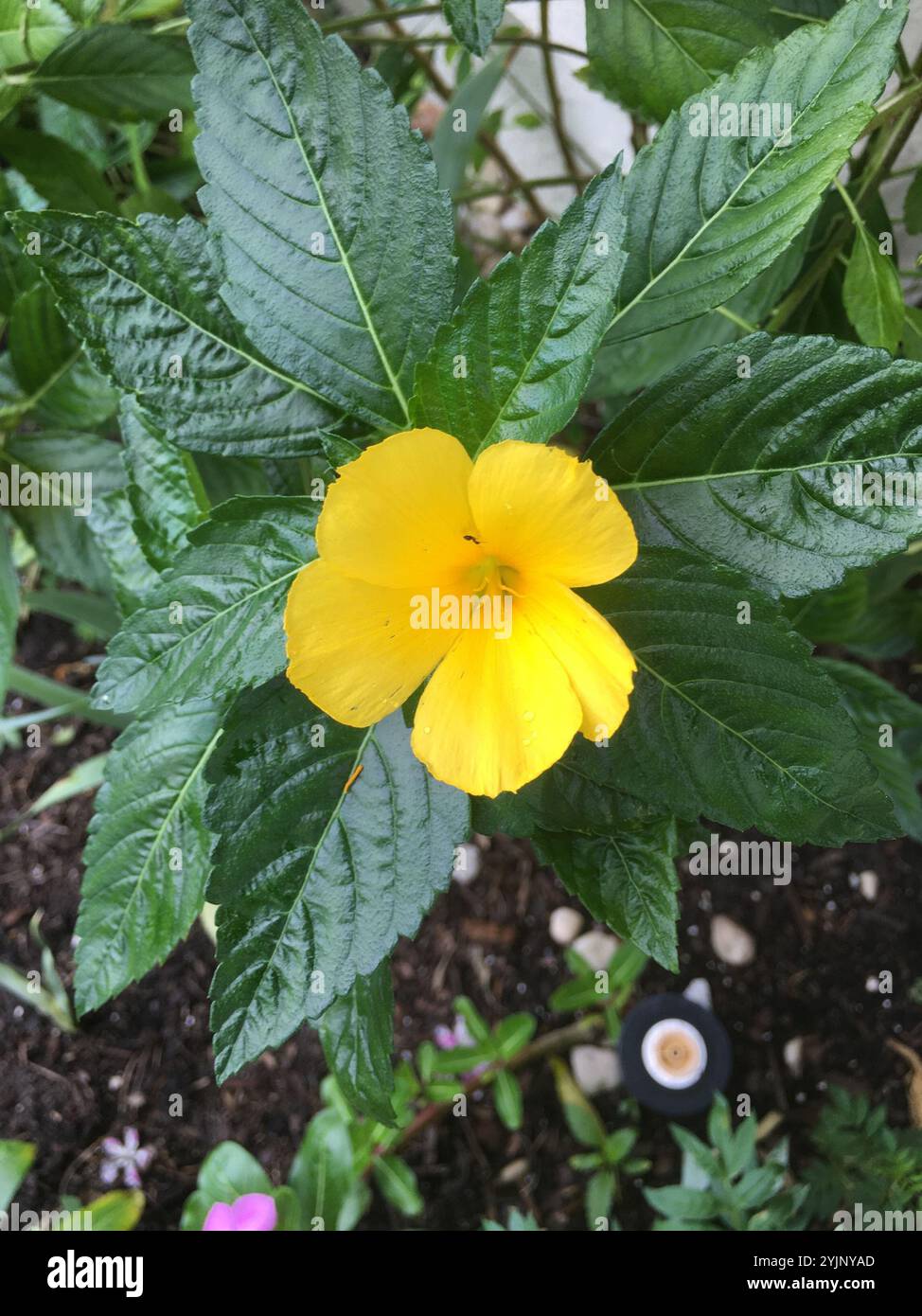 Yellow alder (Turnera ulmifolia Stock Photo - Alamy