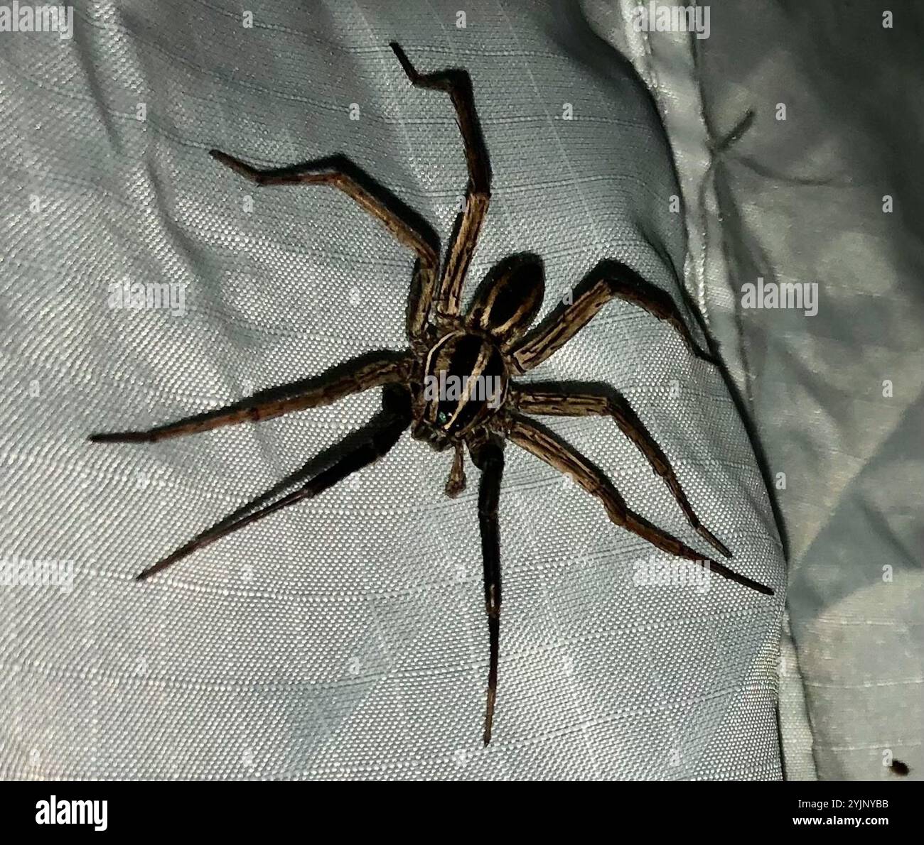 Wolf spider rabid wolf spider hi-res stock photography and images - Alamy