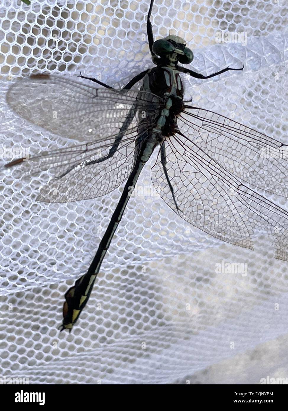 Black-shouldered Spinyleg (Dromogomphus spinosus Stock Photo - Alamy