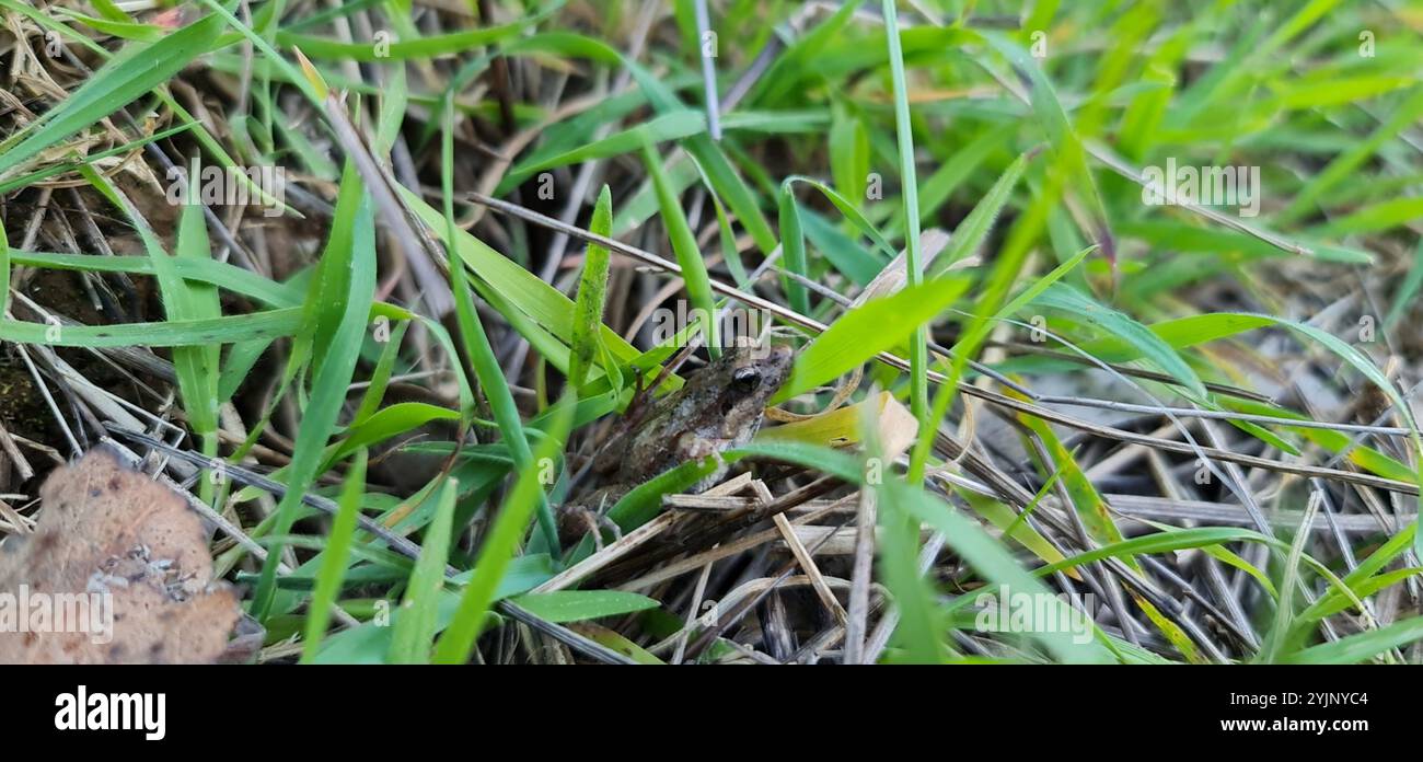 Common Eastern Froglet (Crinia signifera Stock Photo - Alamy