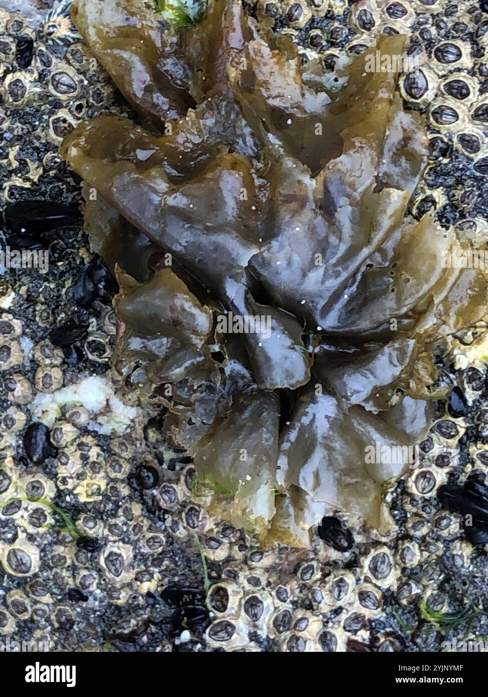 Iridescent algae hi-res stock photography and images - Alamy