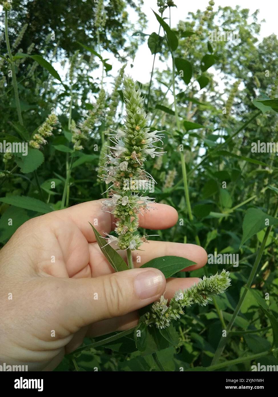 purple giant hyssop (Agastache scrophulariifolia Stock Photo - Alamy