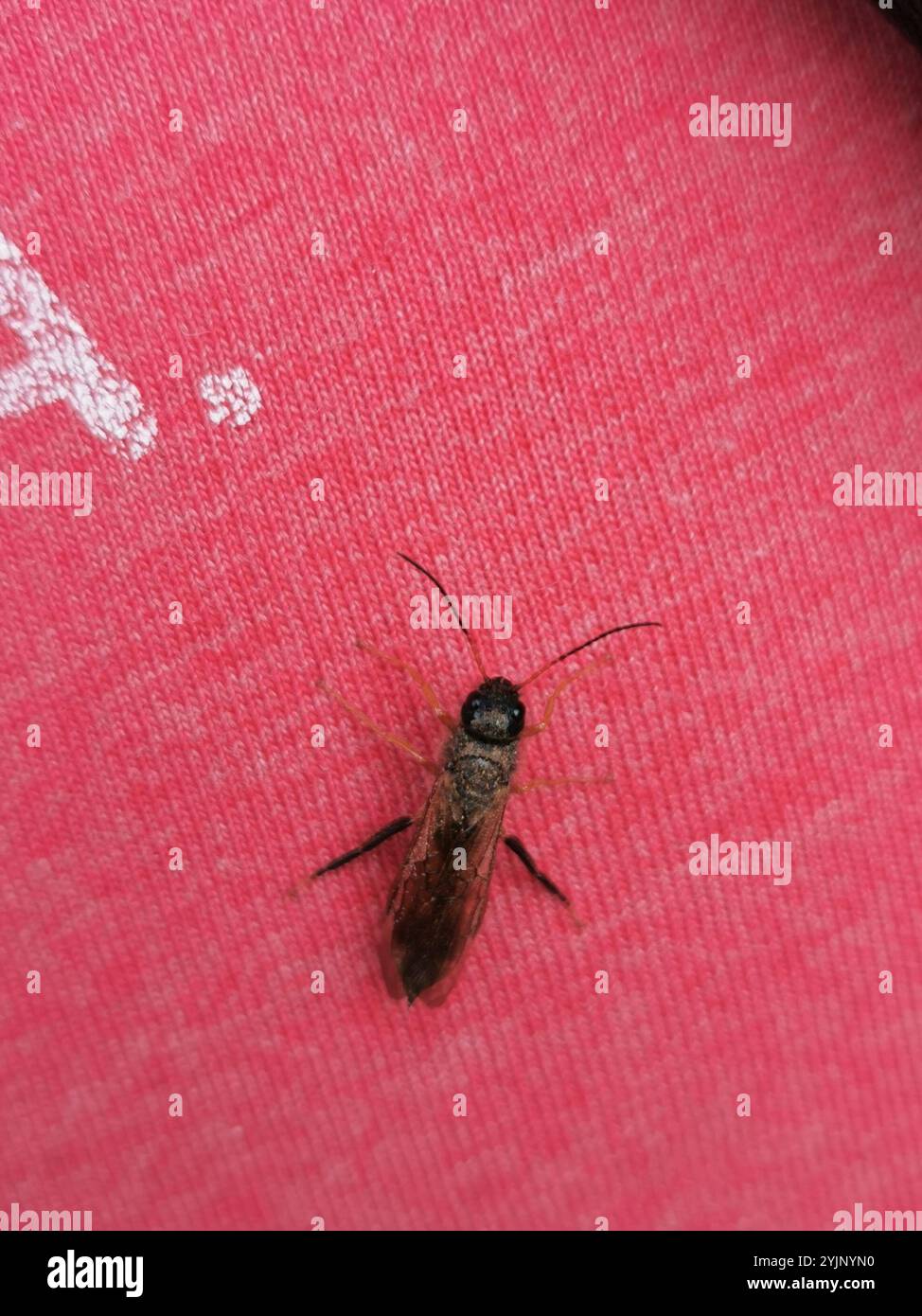 Flat wasps (Bethylidae Stock Photo - Alamy