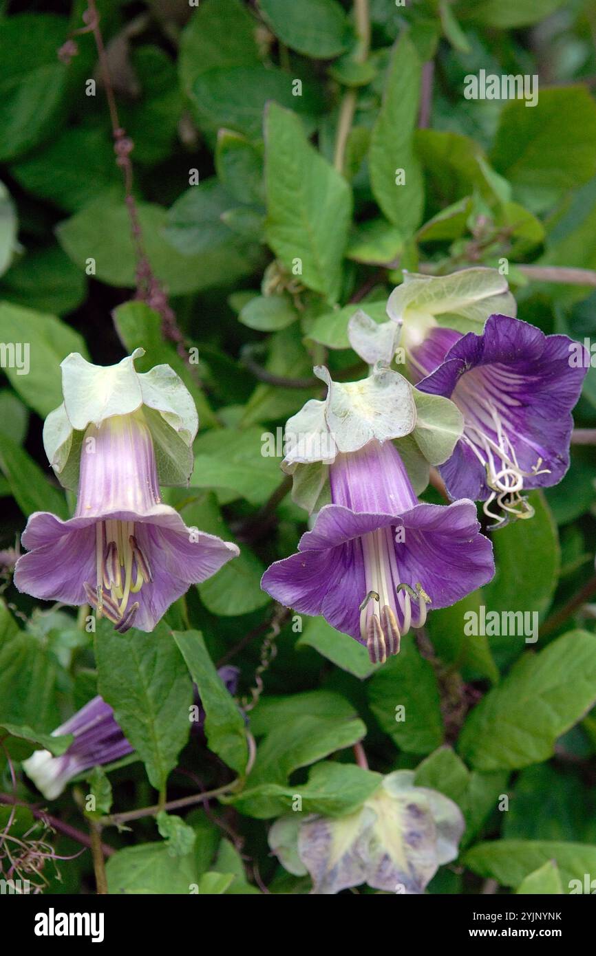 Scandens plants hi-res stock photography and images - Alamy