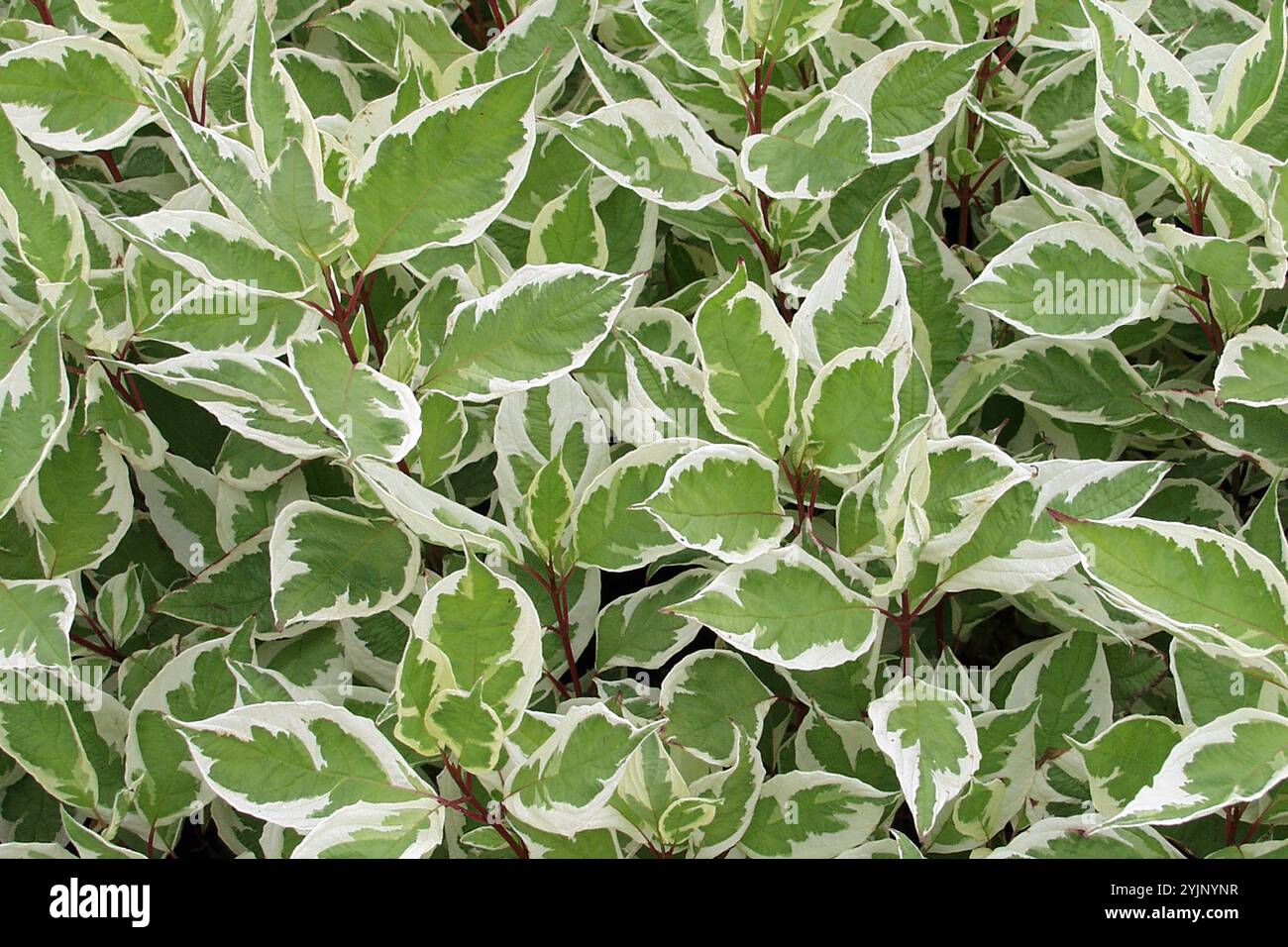 Dogwood cornus alba alba ivory halo hi-res stock photography and images ...