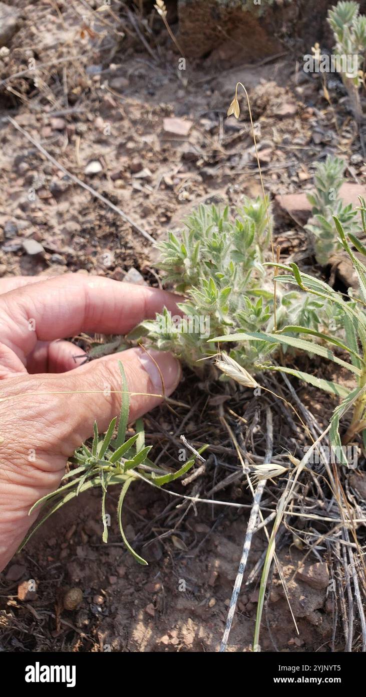 Shaggy dwarf morning-glory (Evolvulus nuttallianus Stock Photo - Alamy