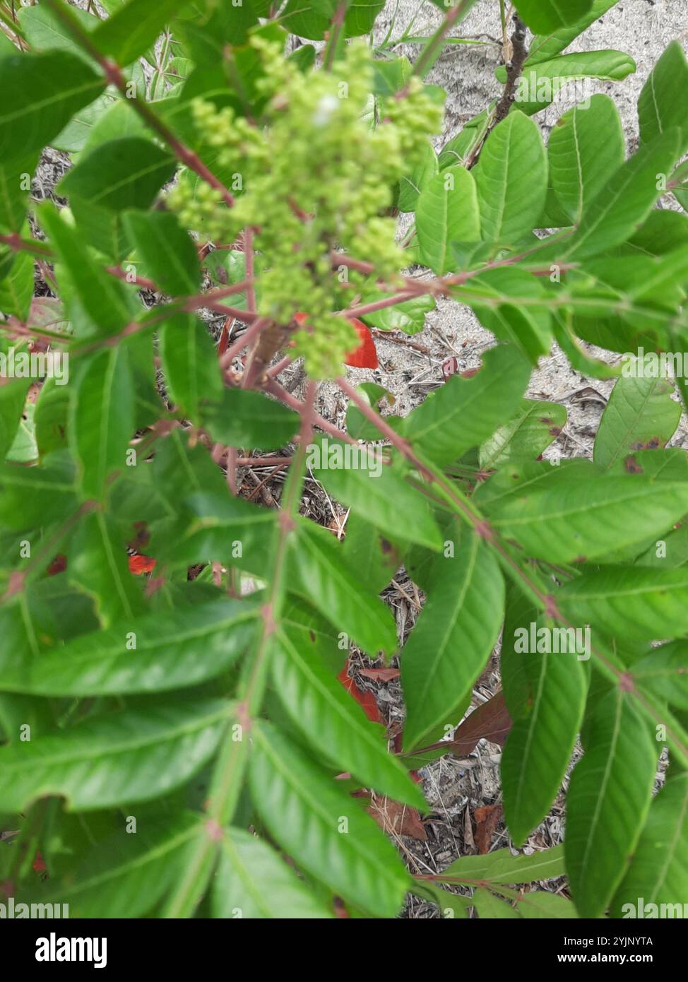 shining sumac (Rhus copallinum Stock Photo - Alamy