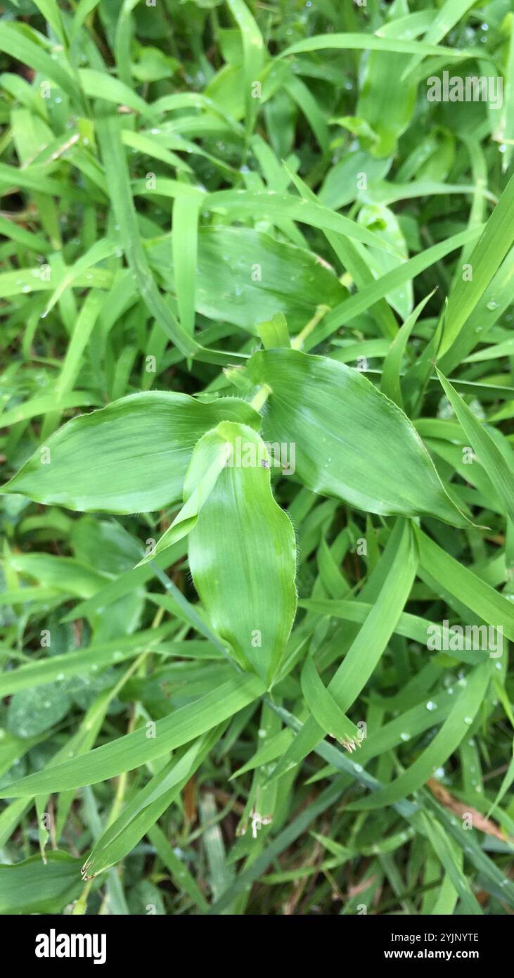 Carpetgrass hi-res stock photography and images - Alamy