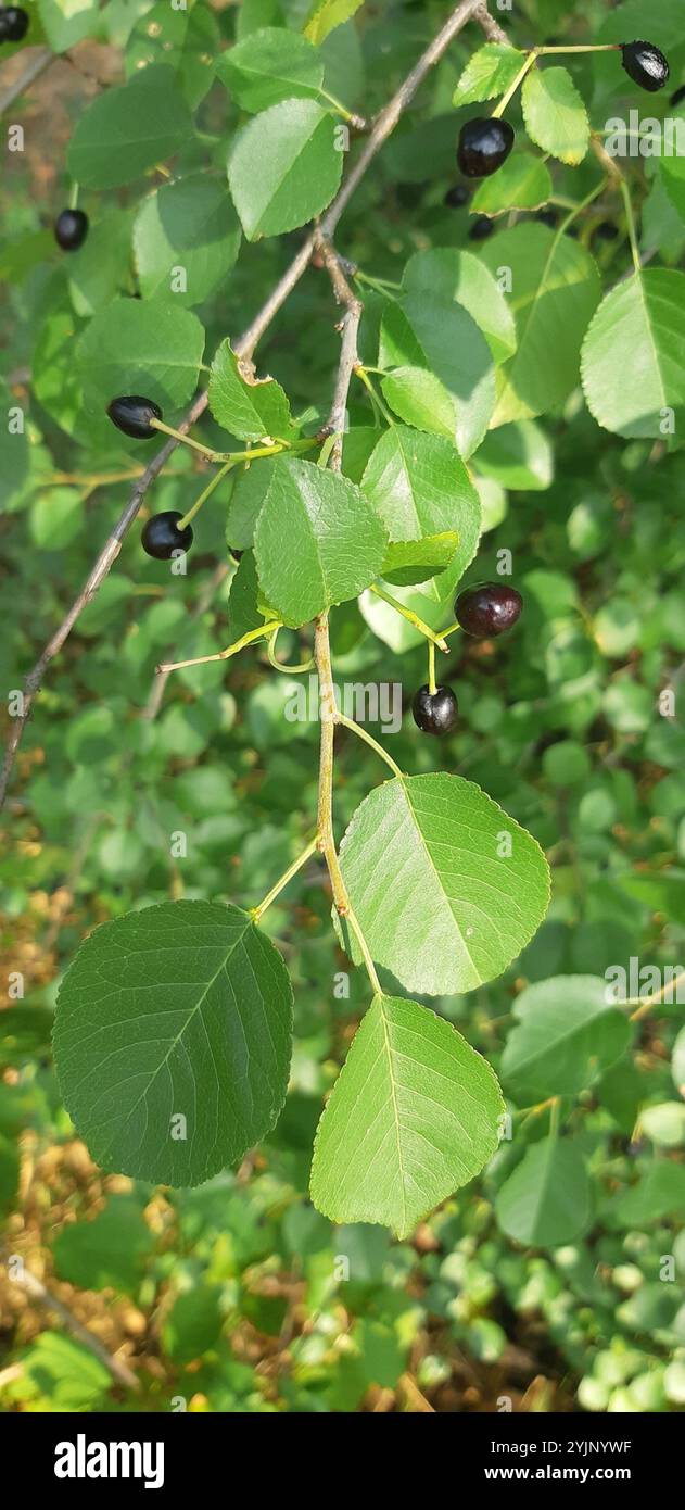 fire cherry (Prunus pensylvanica Stock Photo - Alamy