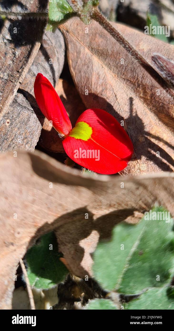 Running postman kennedia hi-res stock photography and images - Alamy