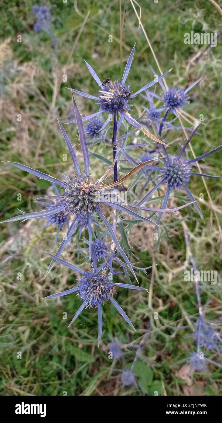 Italian Eryngo (Eryngium amethystinum Stock Photo - Alamy