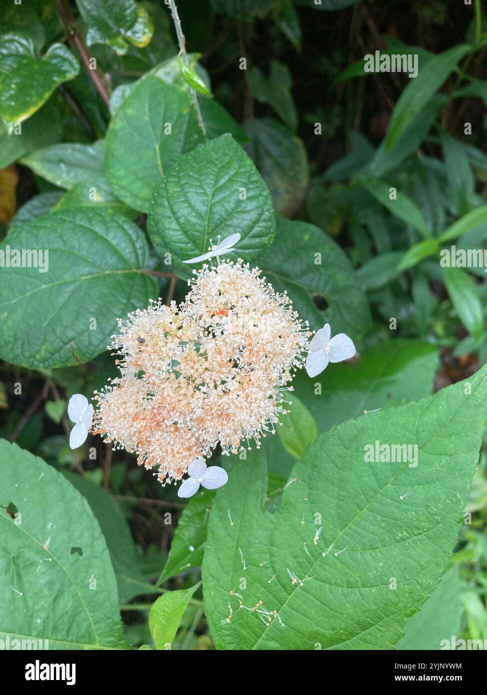 wild hydrangea (Hydrangea arborescens Stock Photo - Alamy