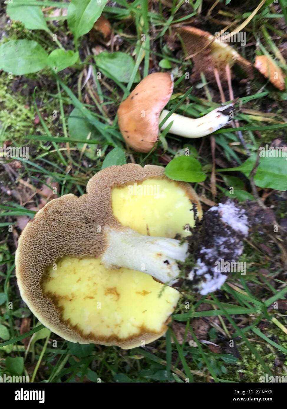 Dotted-stalked Suillus (Suillus granulatus Stock Photo - Alamy