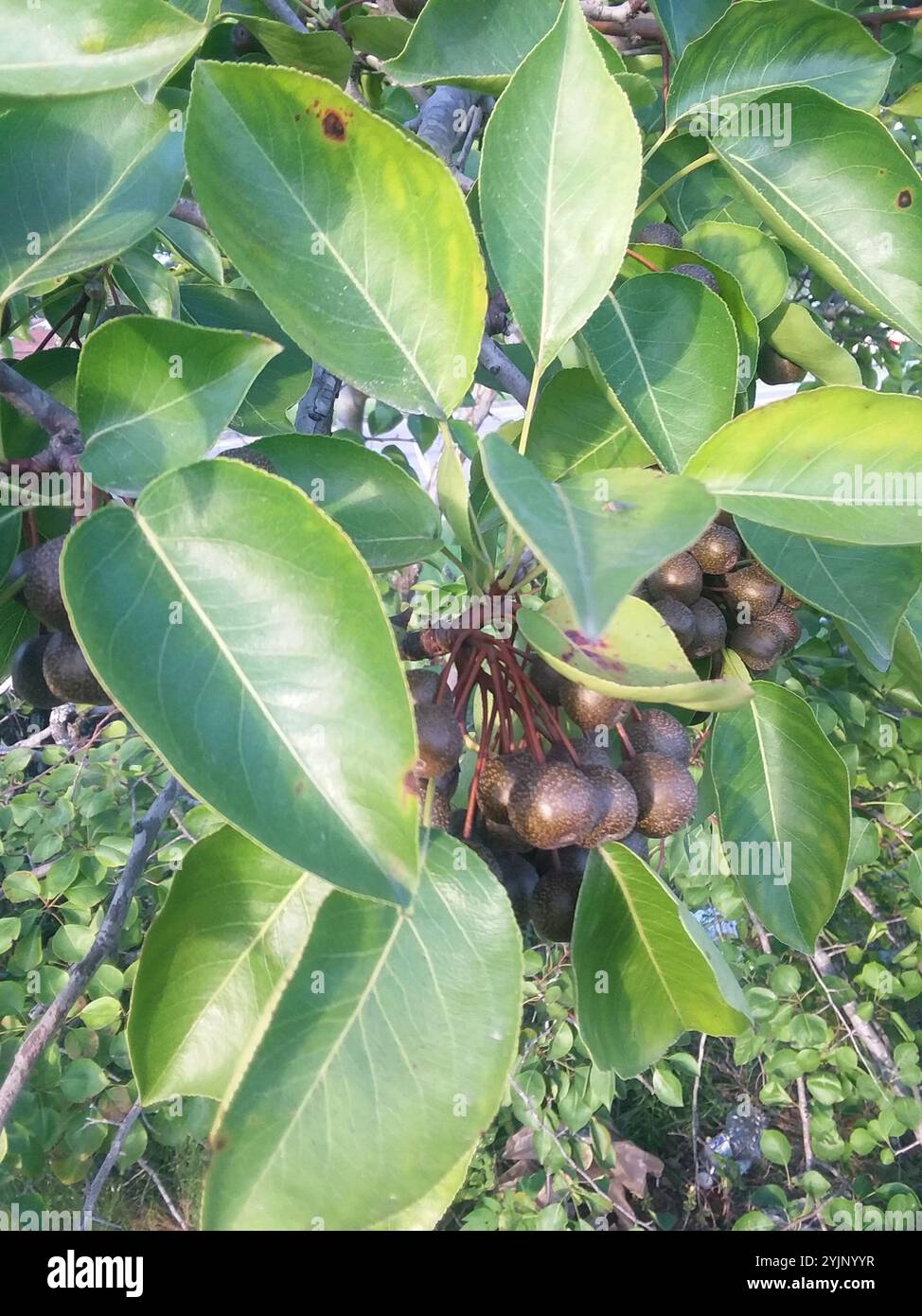 Callery pear (Pyrus calleryana Stock Photo - Alamy