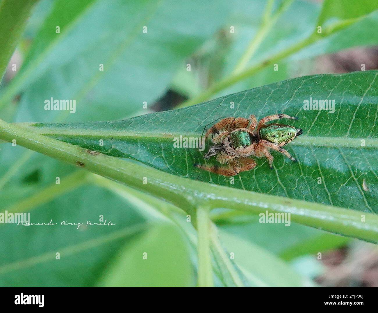 Golden Jumping Spider (Paraphidippus aurantius Stock Photo - Alamy
