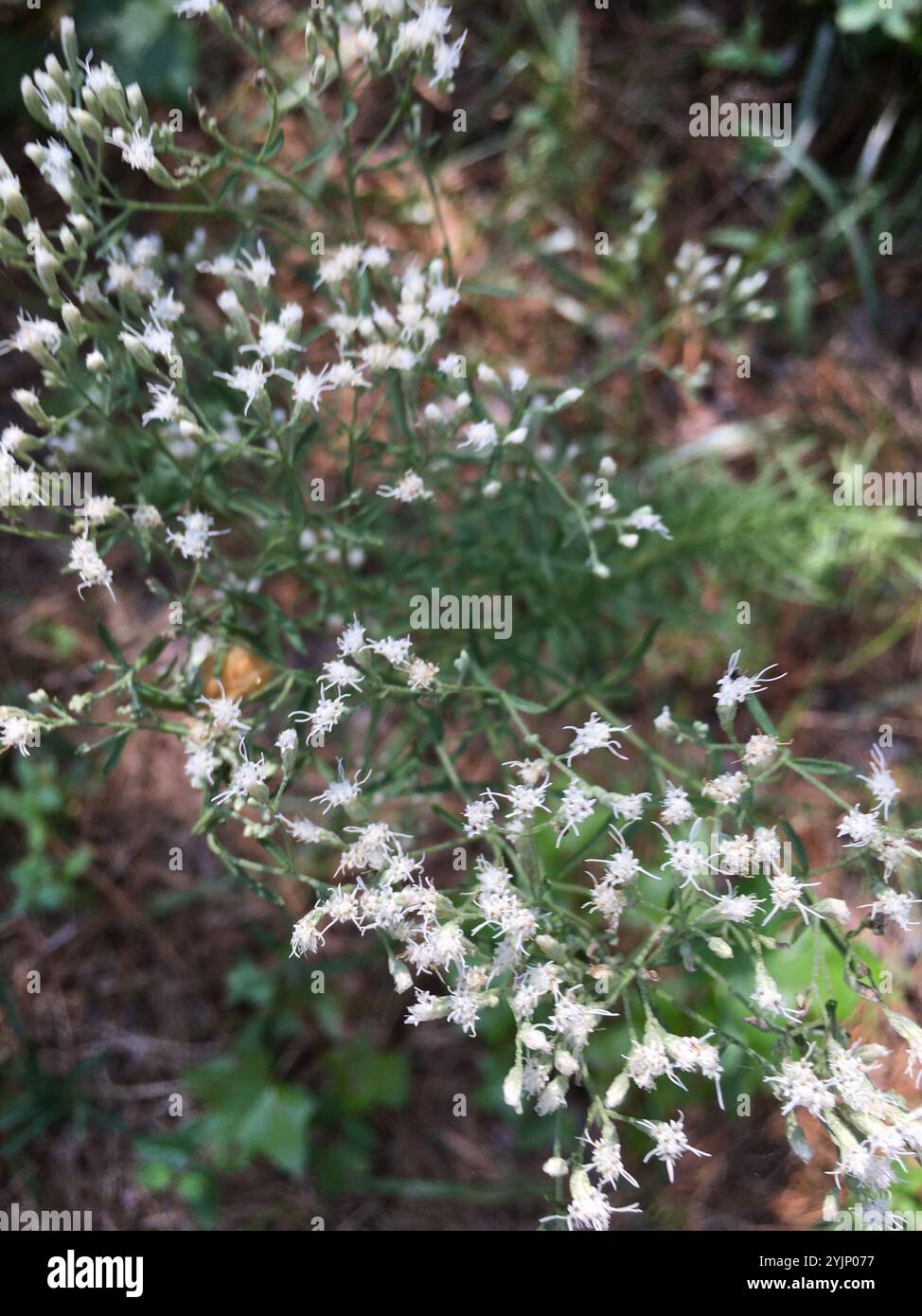 hyssopleaf thoroughwort (Eupatorium hyssopifolium Stock Photo - Alamy