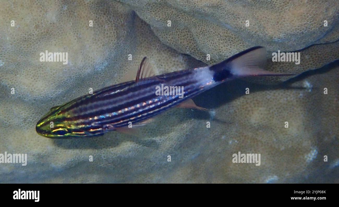 Tiger Cardinalfish (Cheilodipterus macrodon Stock Photo - Alamy