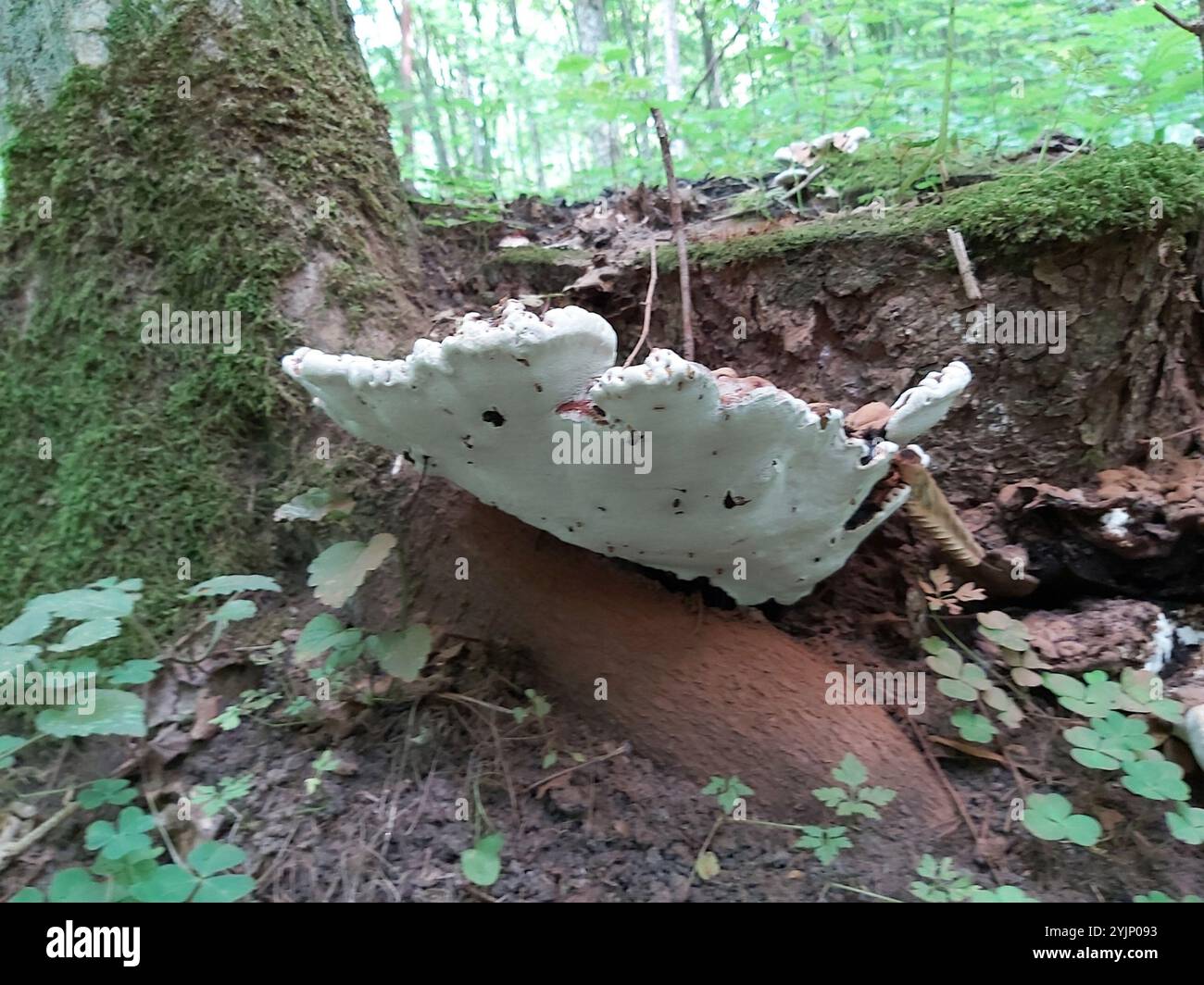 artist's bracket (Ganoderma applanatum Stock Photo - Alamy