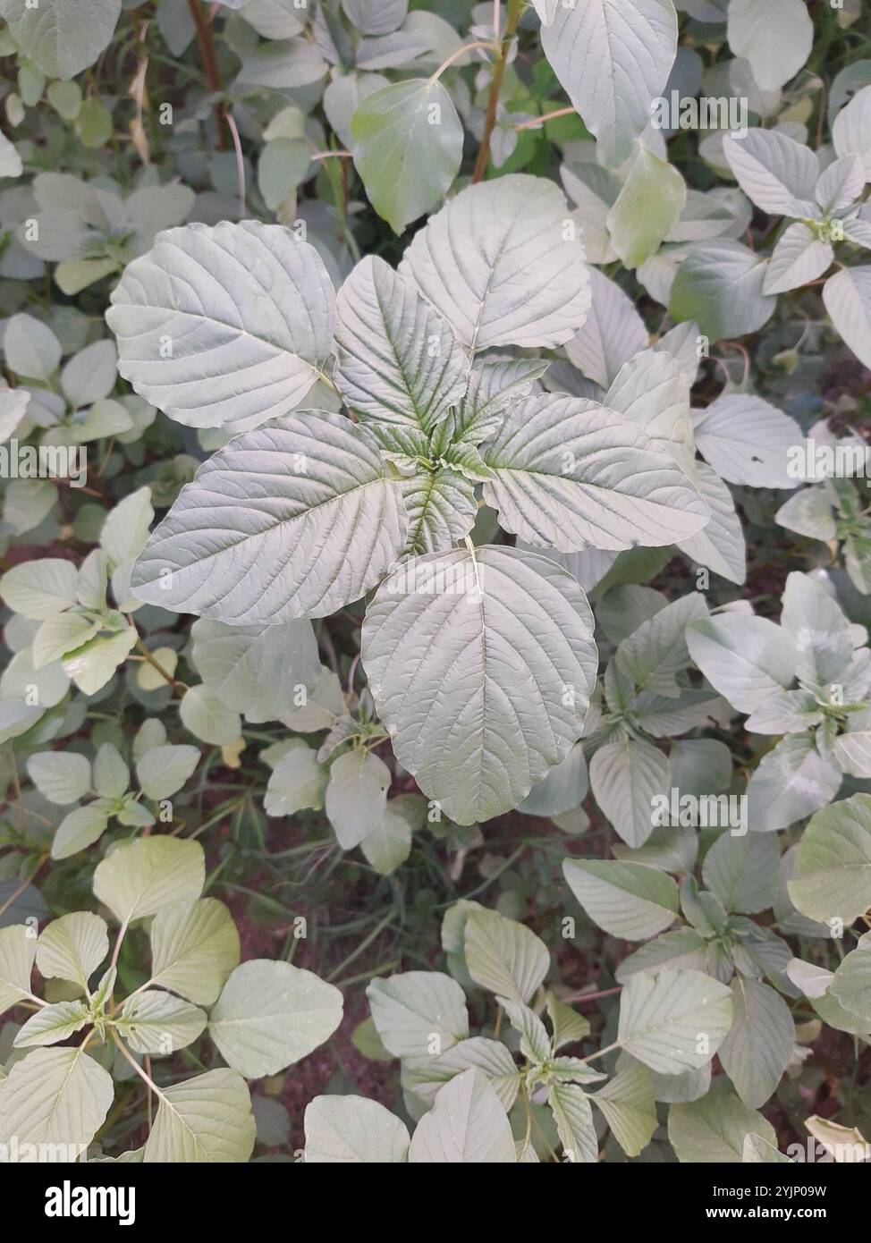 Palmer's Amaranth (Amaranthus palmeri Stock Photo - Alamy