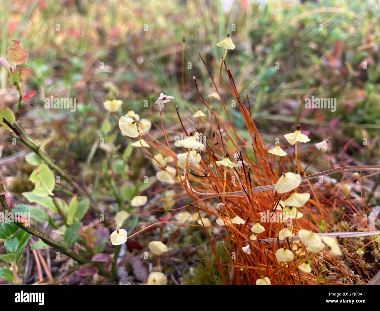 Yellow Moosedung Moss (Splachnum luteum Stock Photo - Alamy