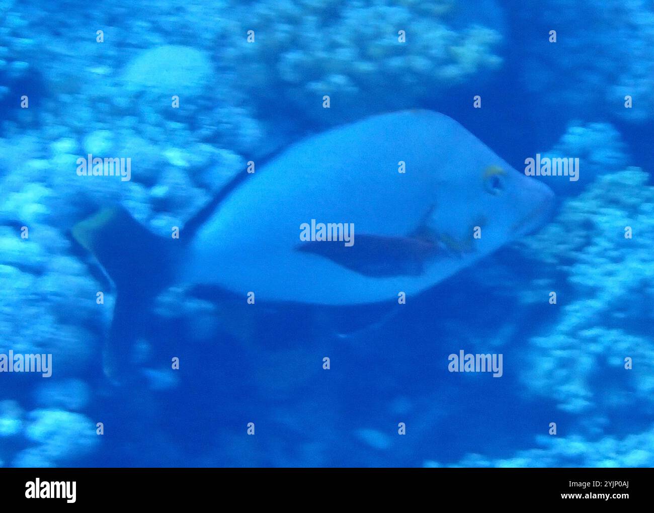 Humpback Snapper (Lutjanus gibbus Stock Photo - Alamy