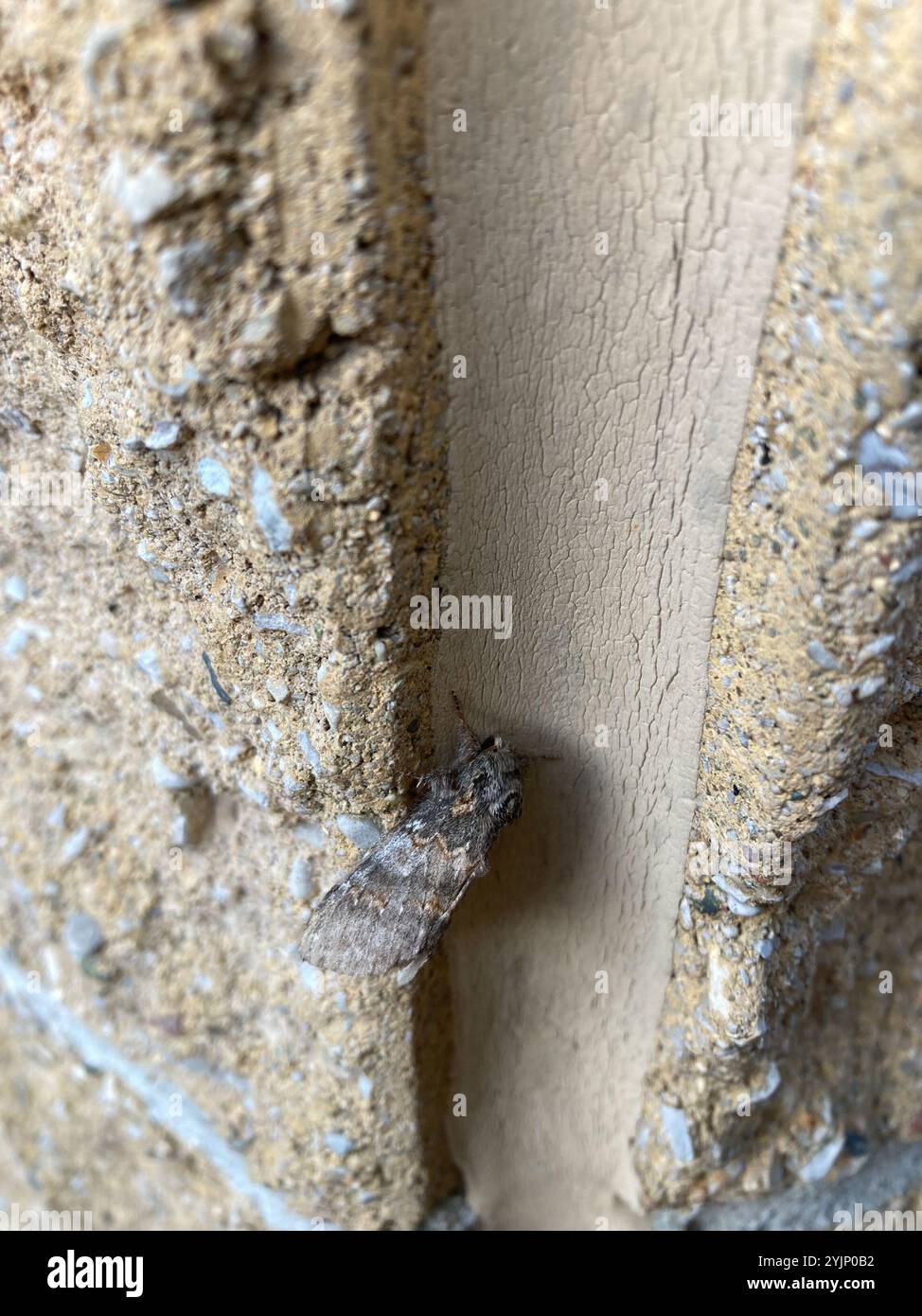 Angulose Prominent (Peridea angulosa Stock Photo - Alamy