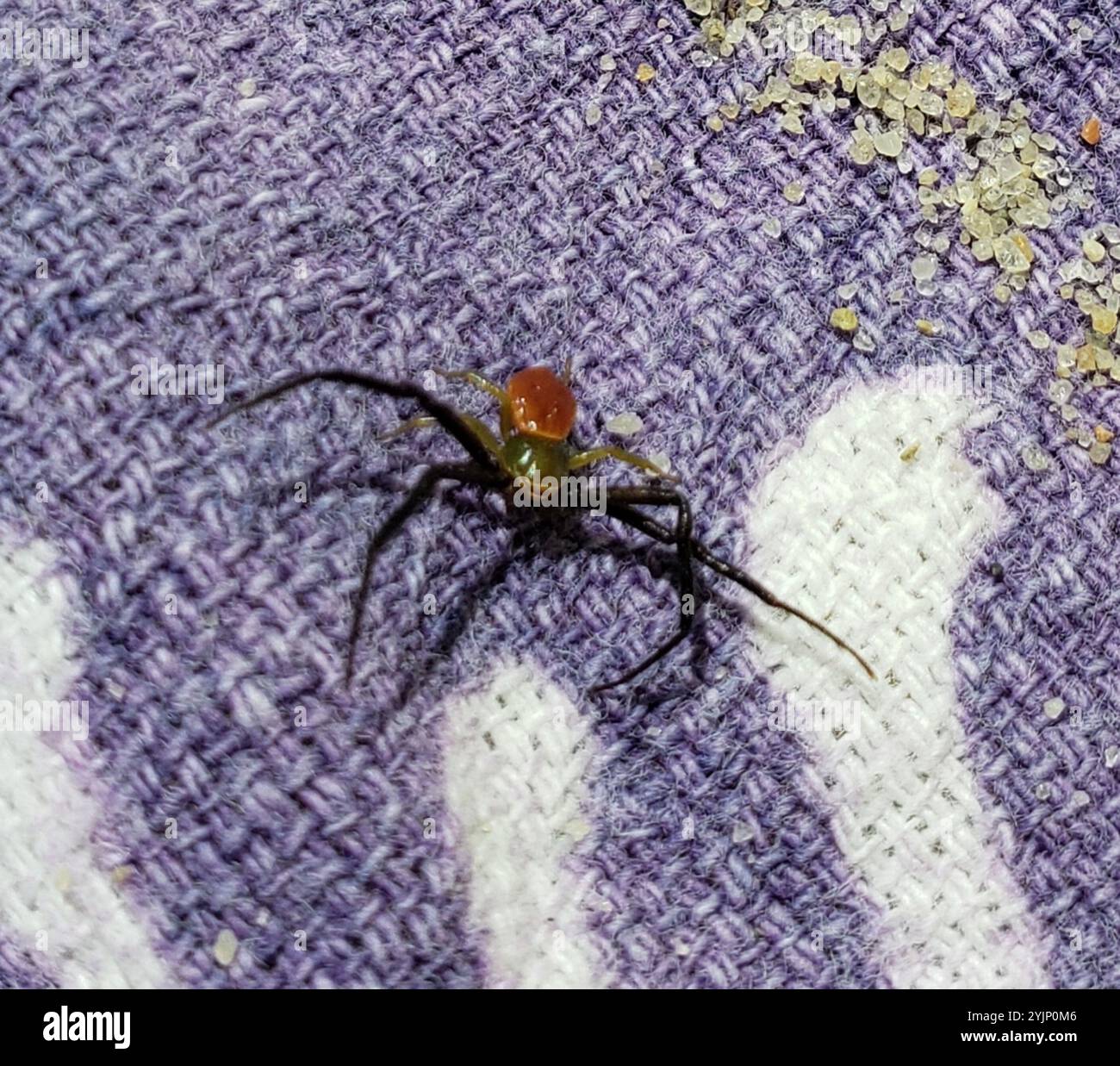 White-banded Crab Spider (Misumenoides formosipes Stock Photo - Alamy