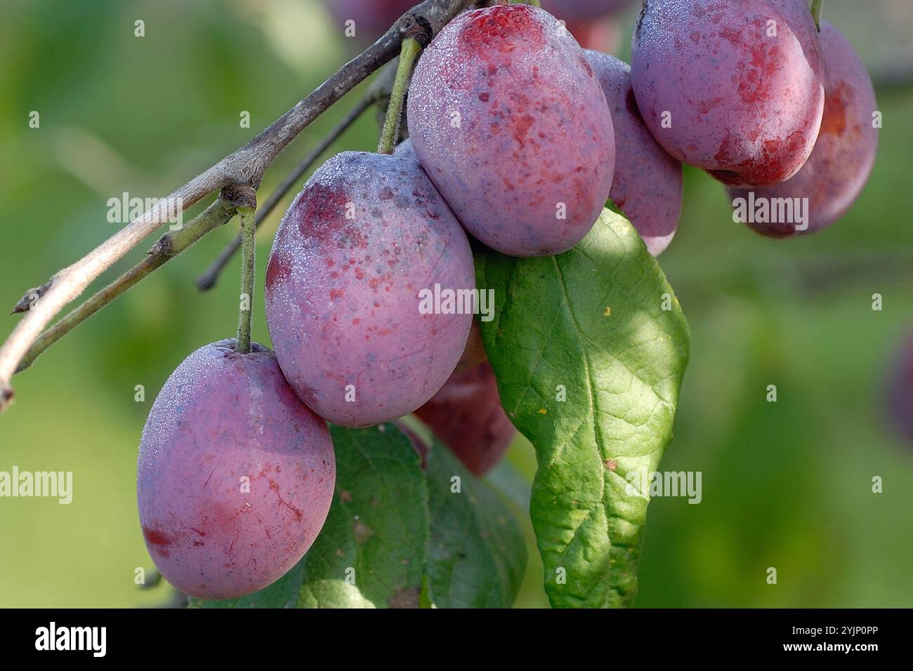 Prunus domestica Königin Viktoria, Prunus domestica Queen Victoria ...