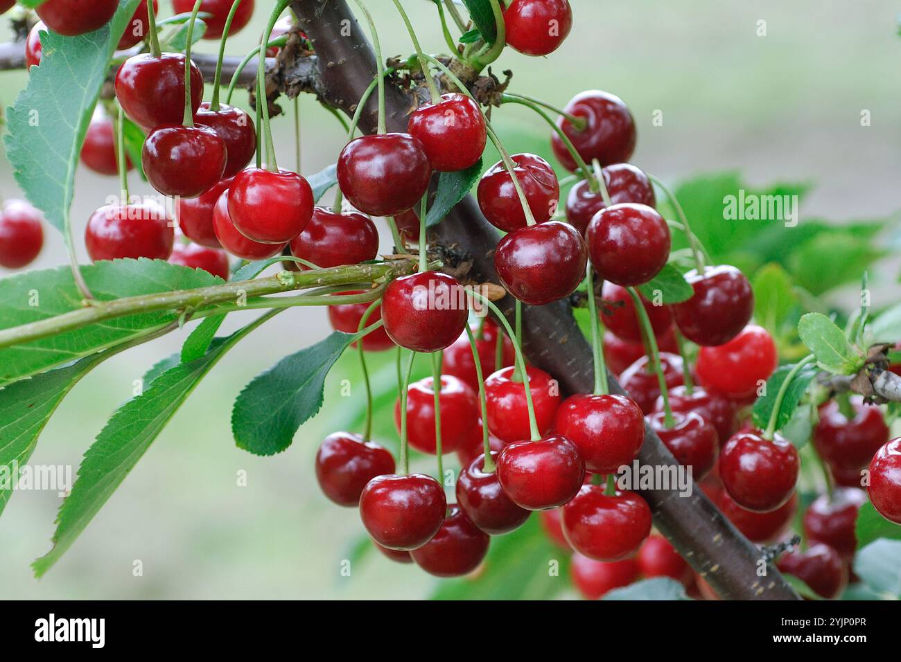Prunus cerasus Gerema Stock Photo - Alamy