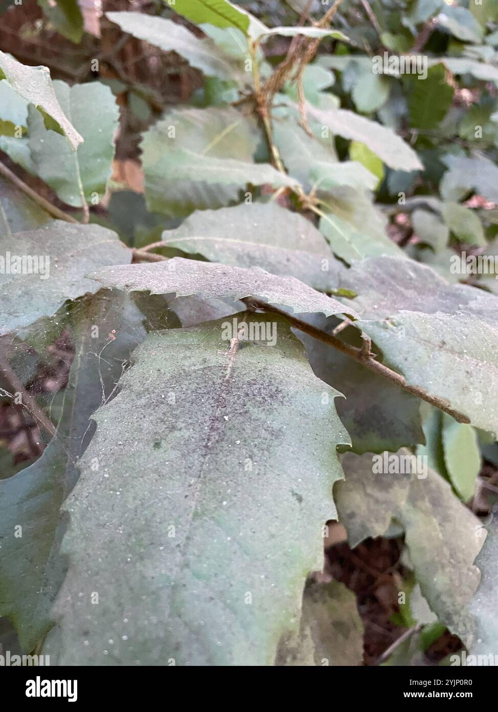 Tanoak (Notholithocarpus densiflorus Stock Photo - Alamy