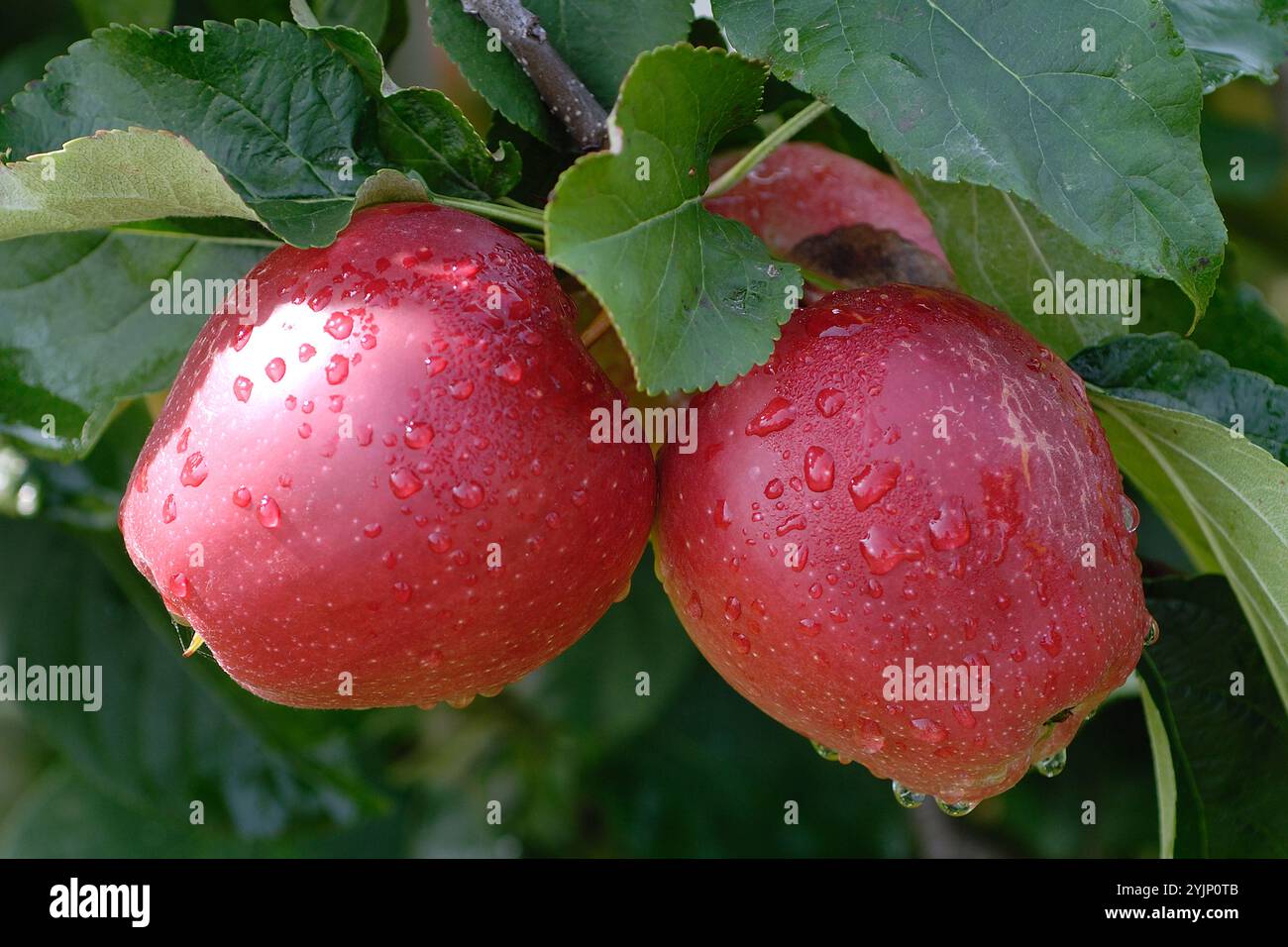 Variety satur hi-res stock photography and images - Alamy