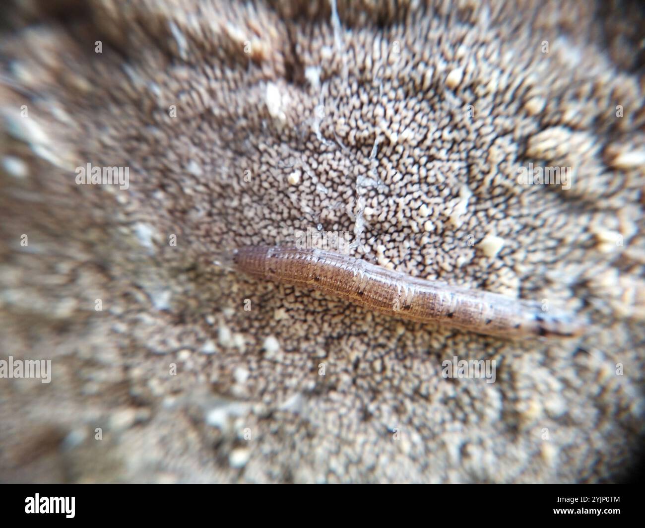 Predatory Fungus Gnats (Keroplatidae Stock Photo - Alamy