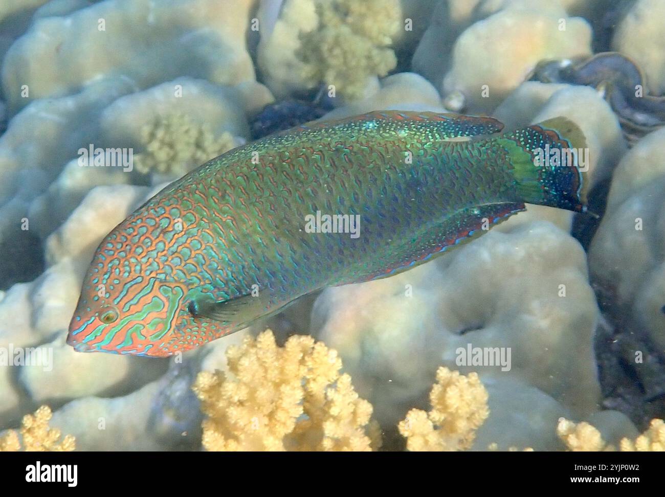 Red Sea Dusky Wrasse (Halichoeres marginatus Stock Photo - Alamy