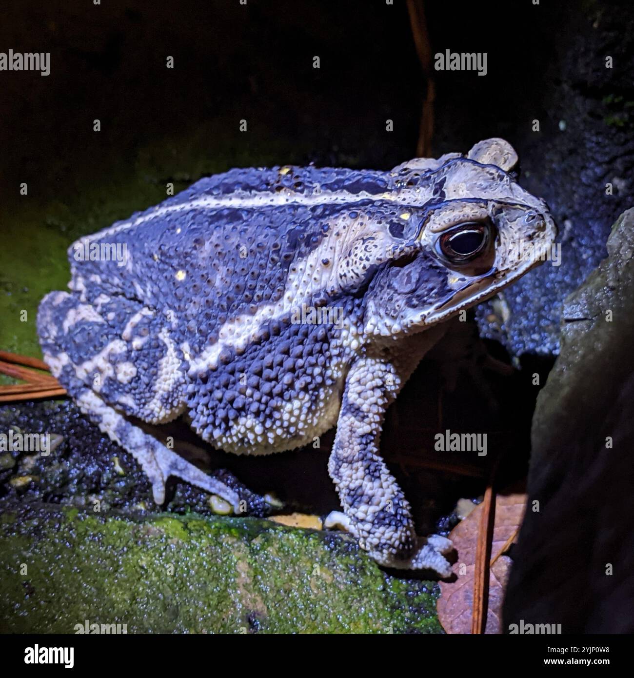 Gulf Coast Toad (Incilius nebulifer Stock Photo - Alamy